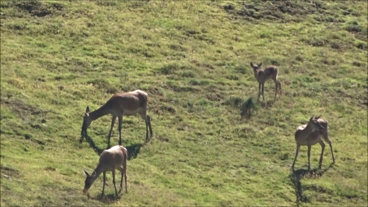 Quantock Visit, Part IX,'The Descent of Bicknoller Combe with Deer ...