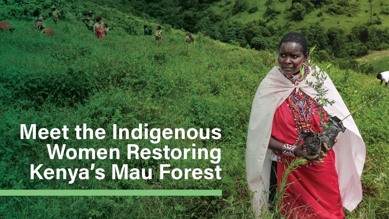 Timeless Knowlege: Meet the Indigenous Women Restoring Kenya's Mau ...