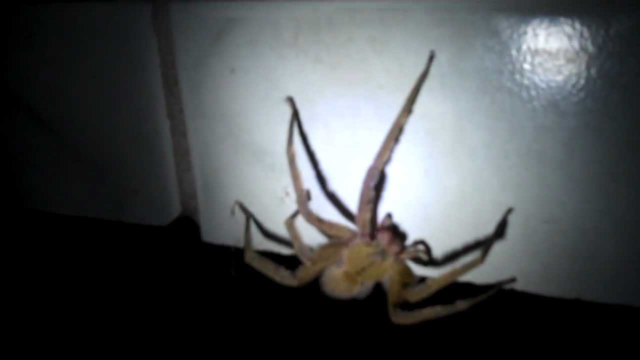 Huge Venomous? Spider in Jaco, Costa Rica - YouTube