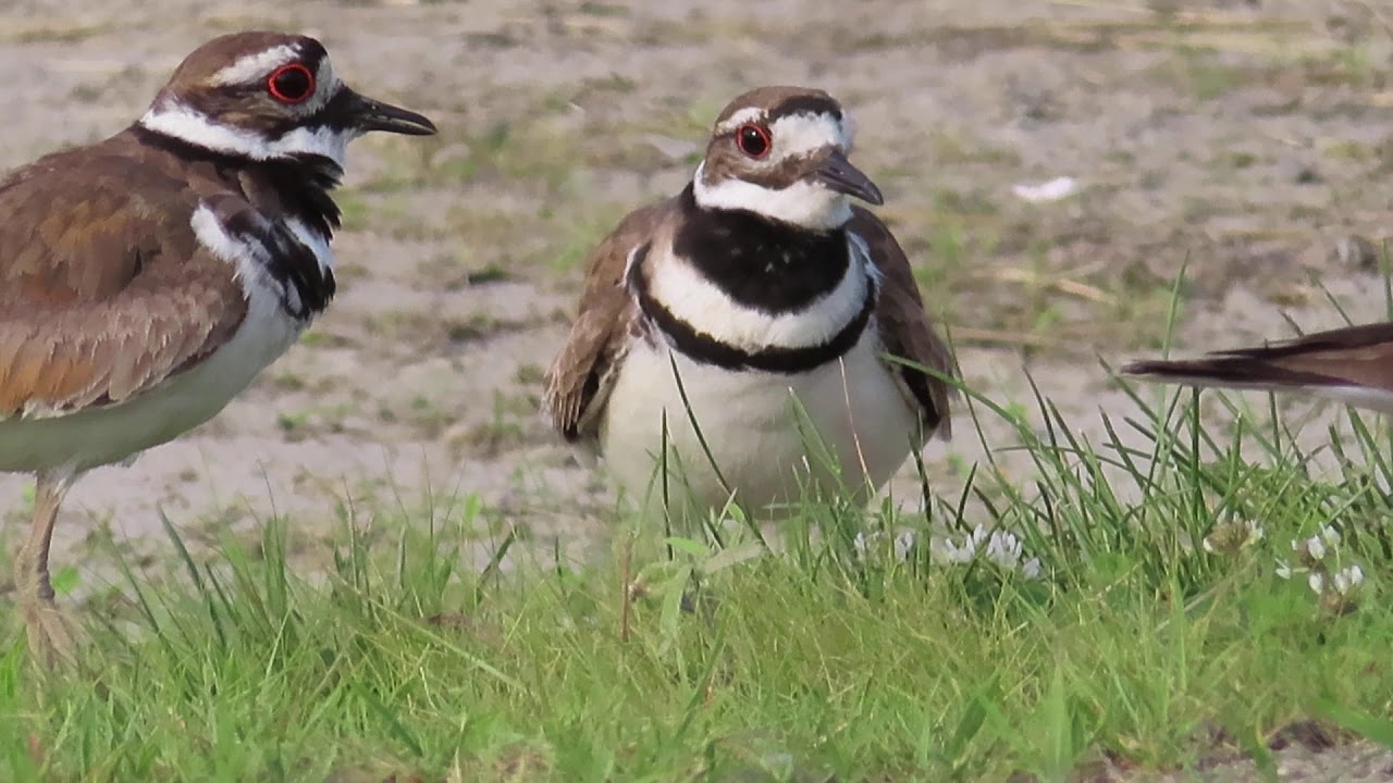 Killdeer Turf Wars? 4 Very Vocal Killdeers Running Around 3 - YouTube