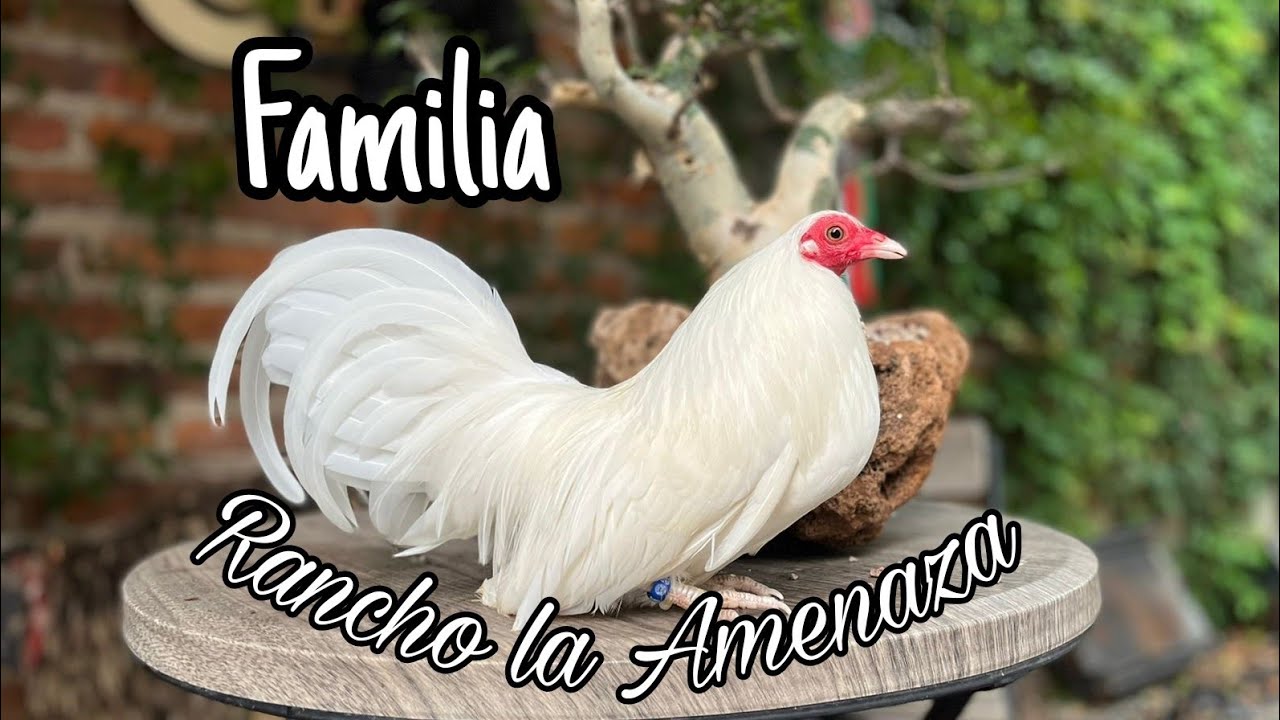 Todos los animales del Rancho RLA - YouTube