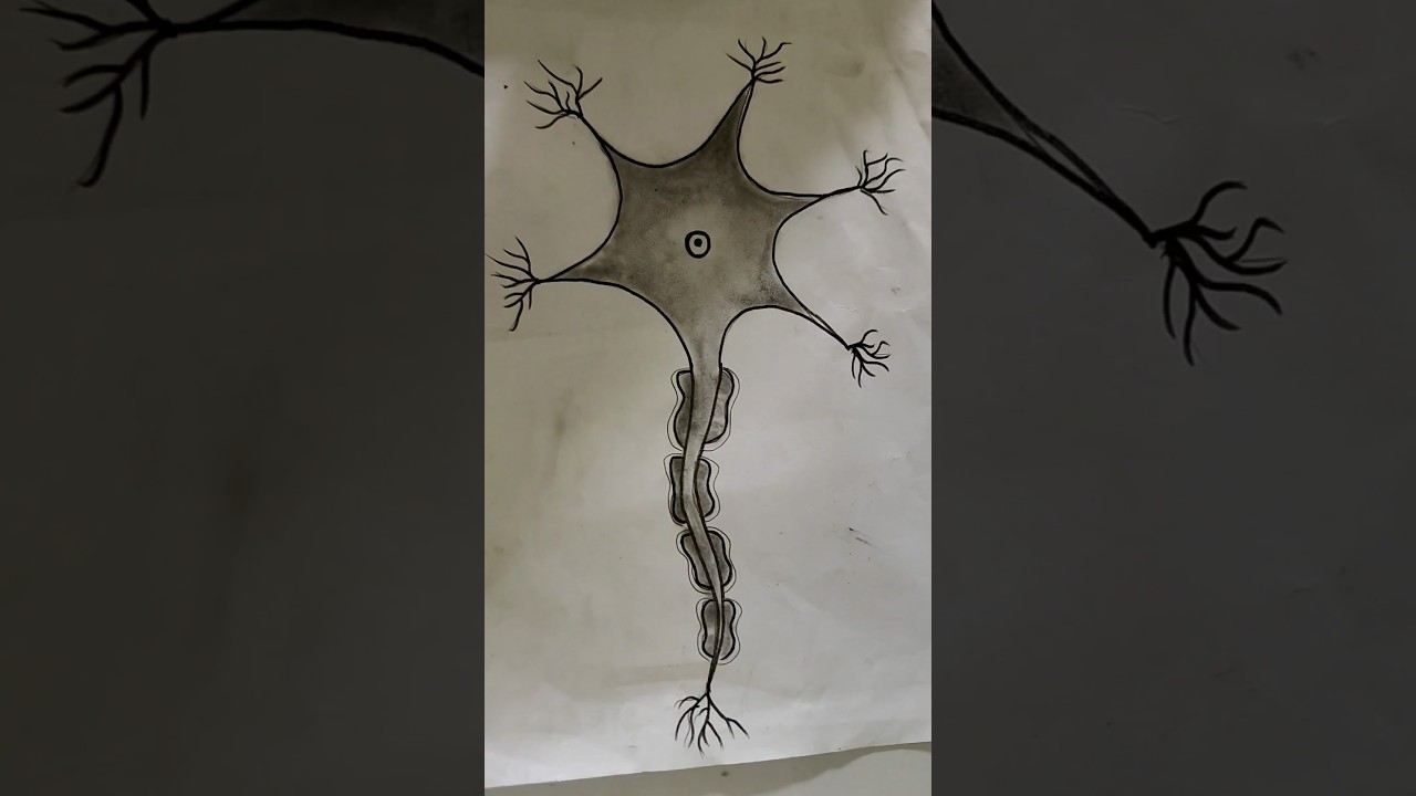 how to draw neuron cell easy draw #drawing 💯💯 - YouTube