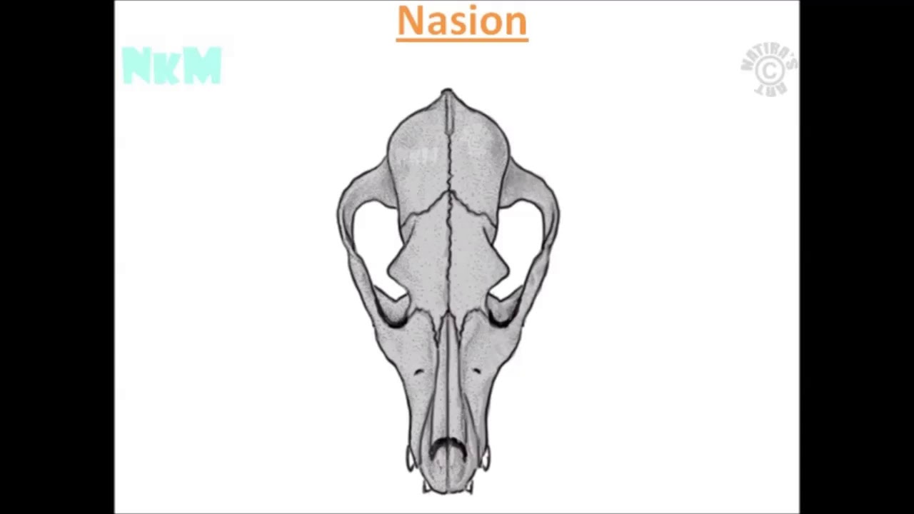 Inion, Nasion e Bregma - cinognostica in 3D - YouTube