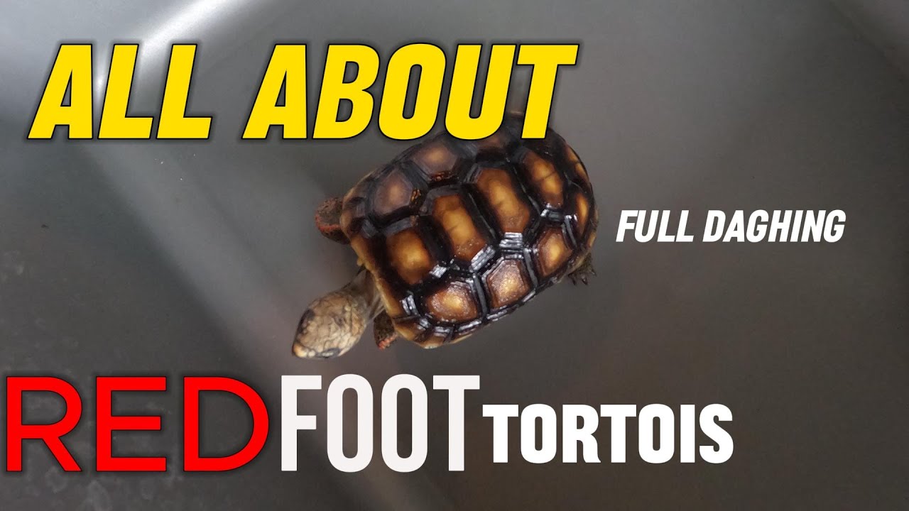 Merawat Kura- Kura Redfoot- Redfoot Tortoise #Vlog57 - YouTube