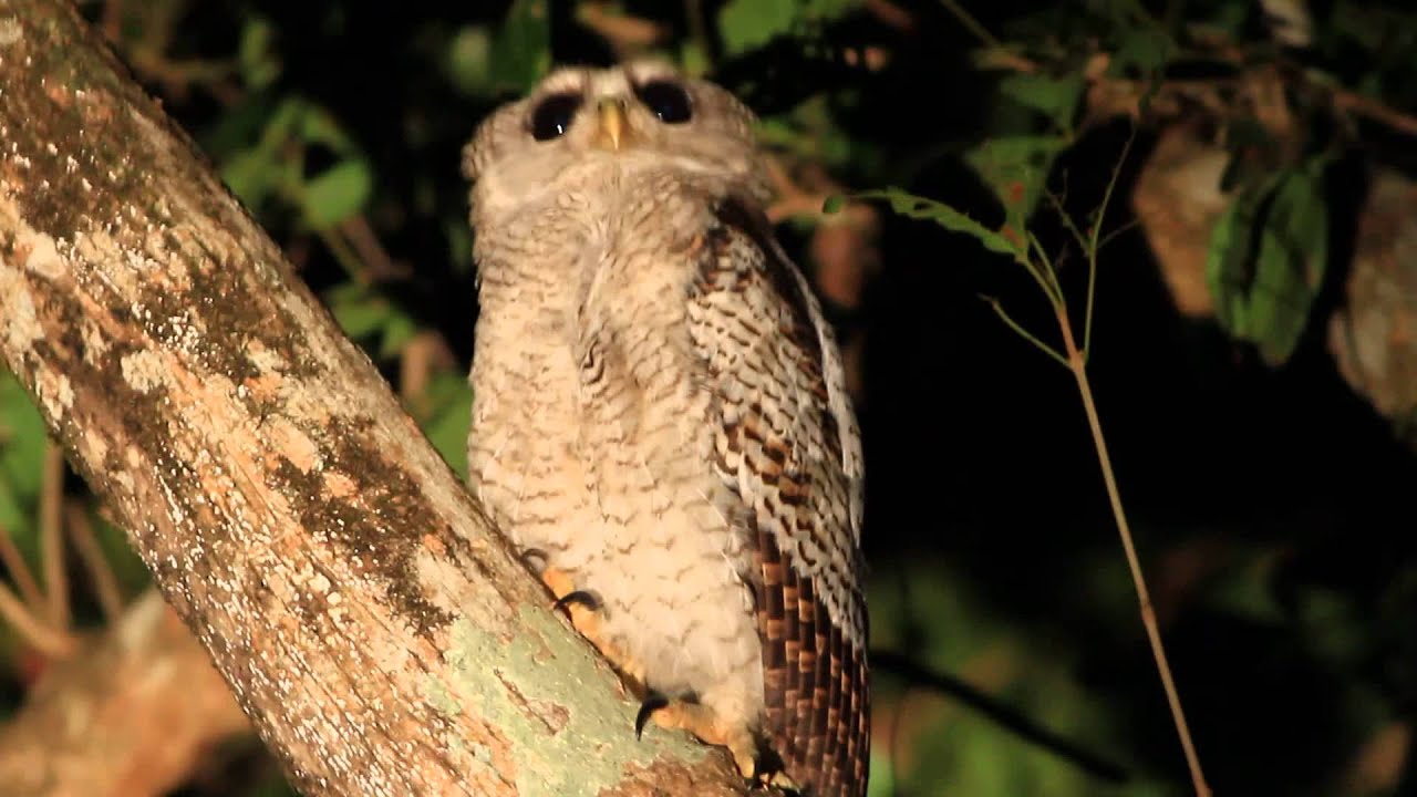 Bubo sumatranus, baluran national park Indonesia - YouTube