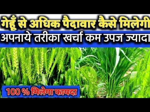 गेहूं की फसल में अधिक पैदावार /high yield in wheat crop /#farming # ...