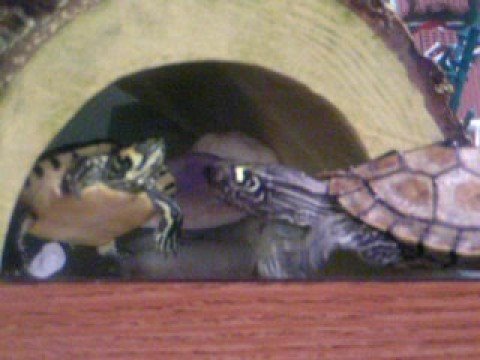 Yellow Bellied Slider And Map Turtles Doing A Mating Dance - YouTube