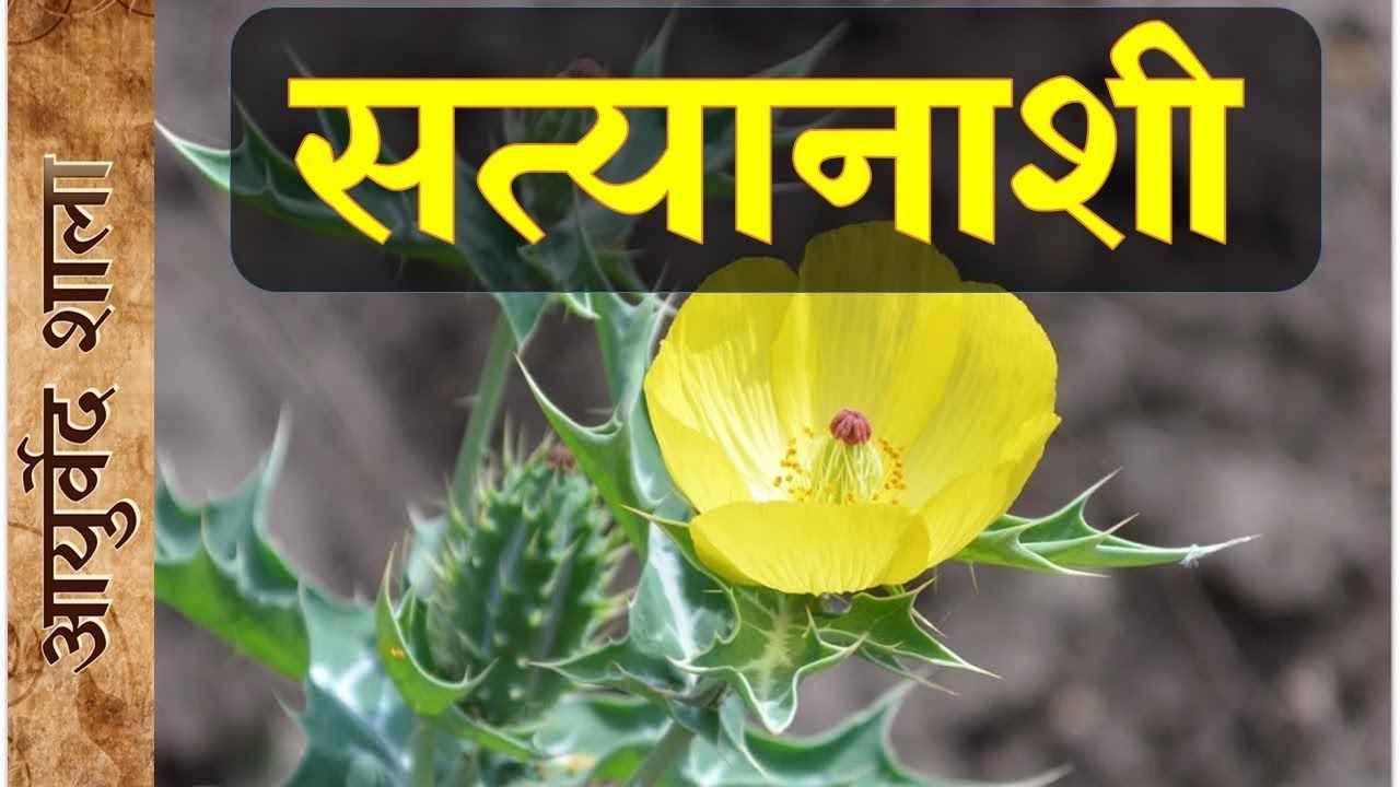 satyanashi kay fayday or upyog || prickly poppy benefits Ayurved shala ...