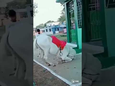 Hasan Husain# ki pyari ghodi# 😍😍