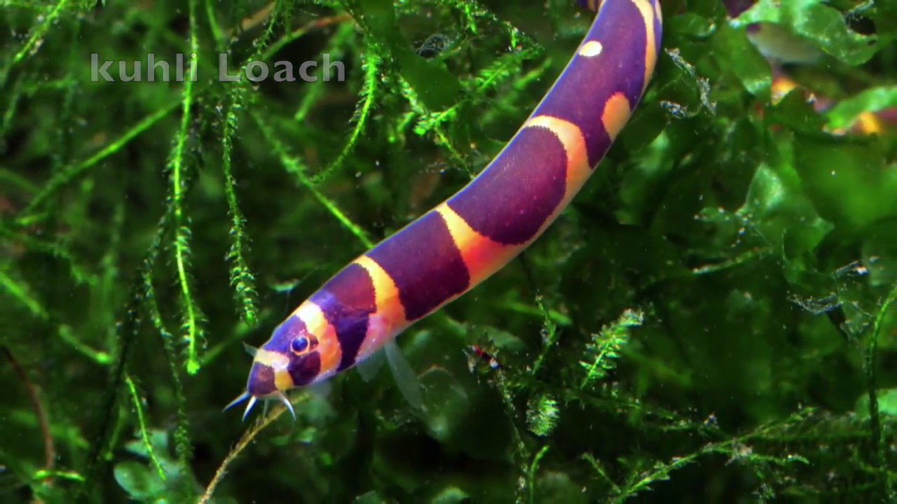 Top 8 OddBalls Fish - YouTube