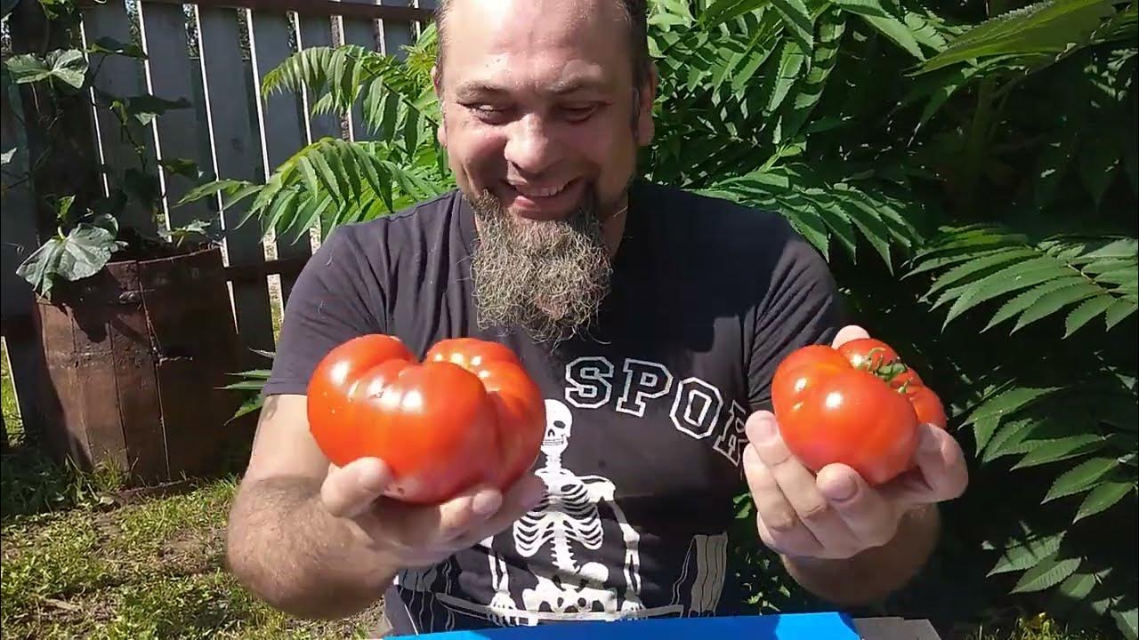 томат Розамарин фунтовый проба - YouTube
