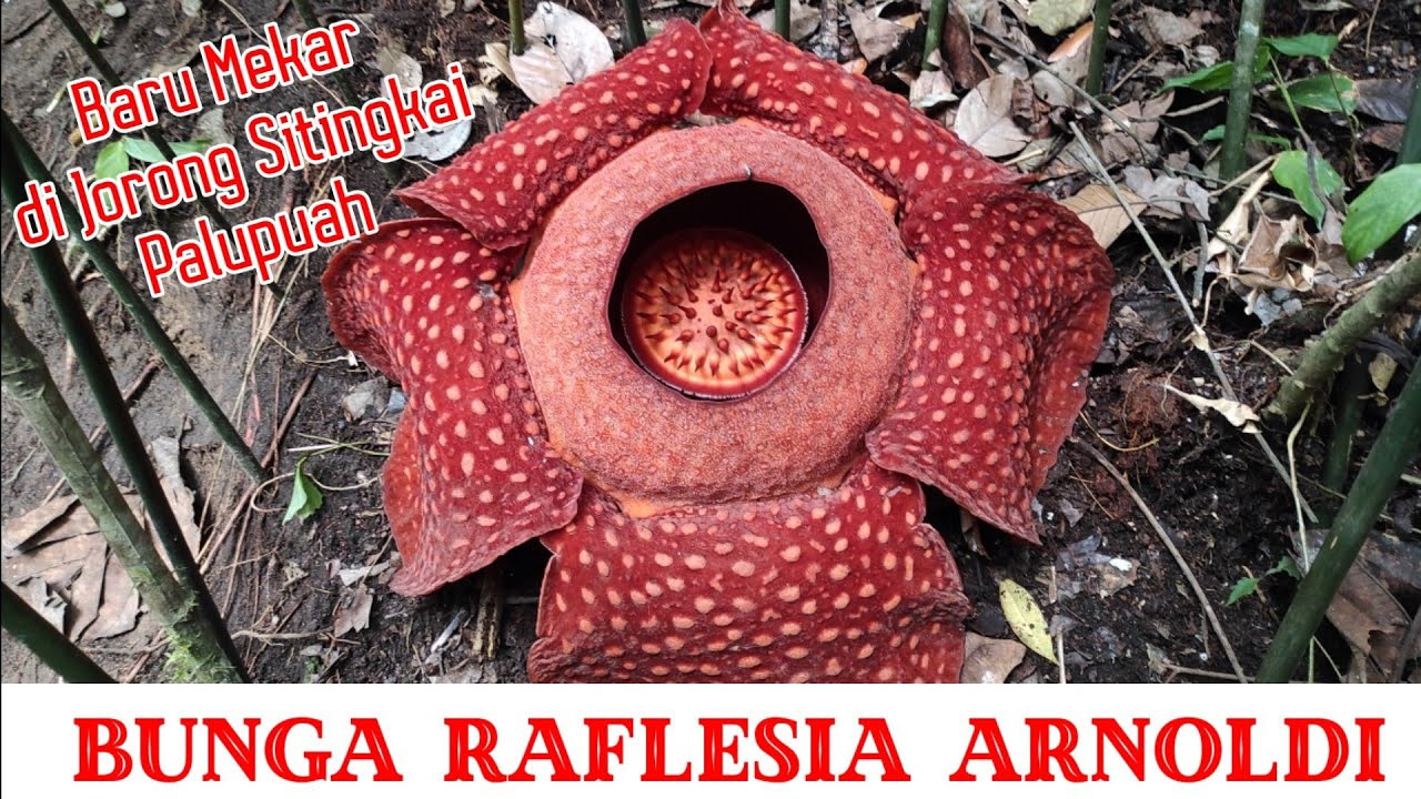 Penemuan Bunga Raflesia Arnoldi Baru mekar di Jorong Sitingkai Palupuah ...