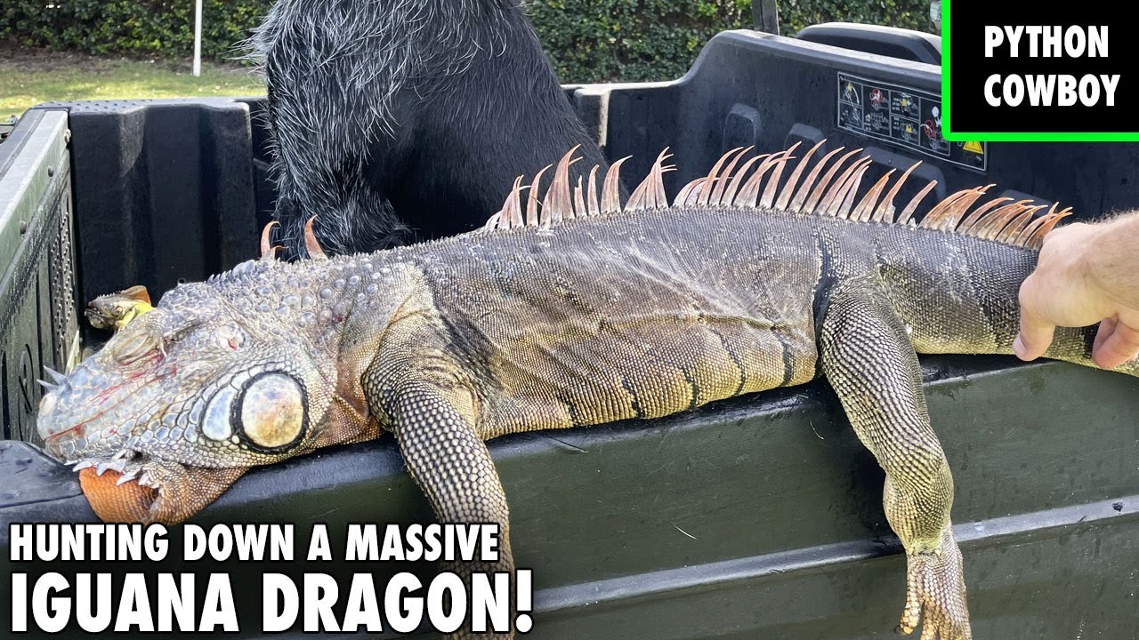 Hunting Down A Massive Iguana Dragon On A Premier Florida Golf Course ...