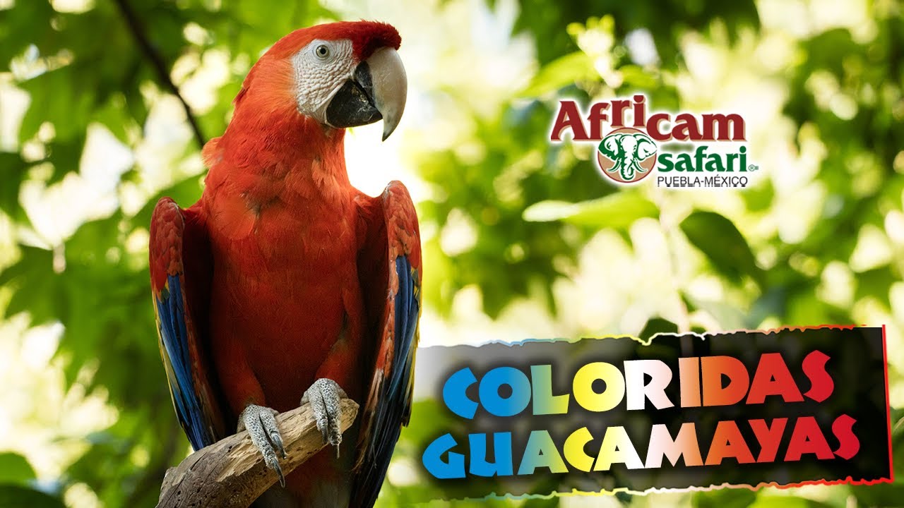 Coloridas y escandalosas “las guacamayas” Con Gregory Camacho desde ...