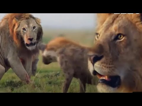 Lion become a looser😂🤣😆 - YouTube