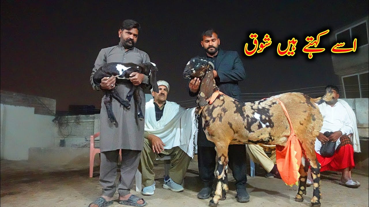 Lahore Sy Rana Sahid Sahb Ka Shoq - Goats In Lahore - Goat Farming ...