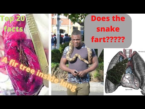 Does snake fart? How fir tree grows in lungs? Top 20 facts that nobody would tell you