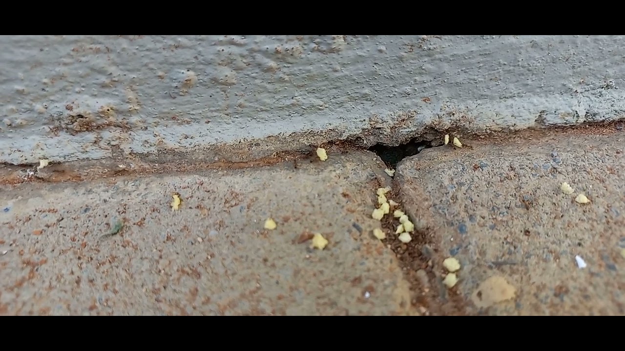 Ant Control in Randburg | Ant Control Roodepoort | Fumigation Services ...