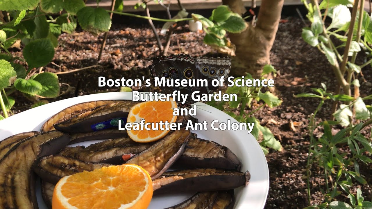 Boston's Museum of Science - Butterfly Garden and Leafcutter Ant Colony ...