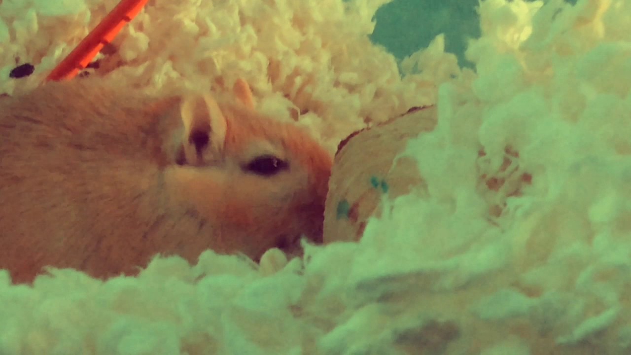 Weird gerbil stuff - YouTube