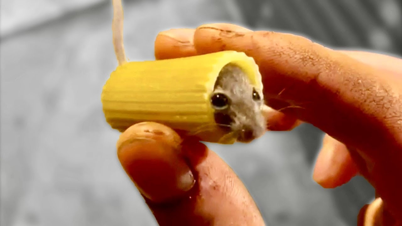 5 Ratas Que Quedaron Atrapadas En Lugares Extraños - YouTube