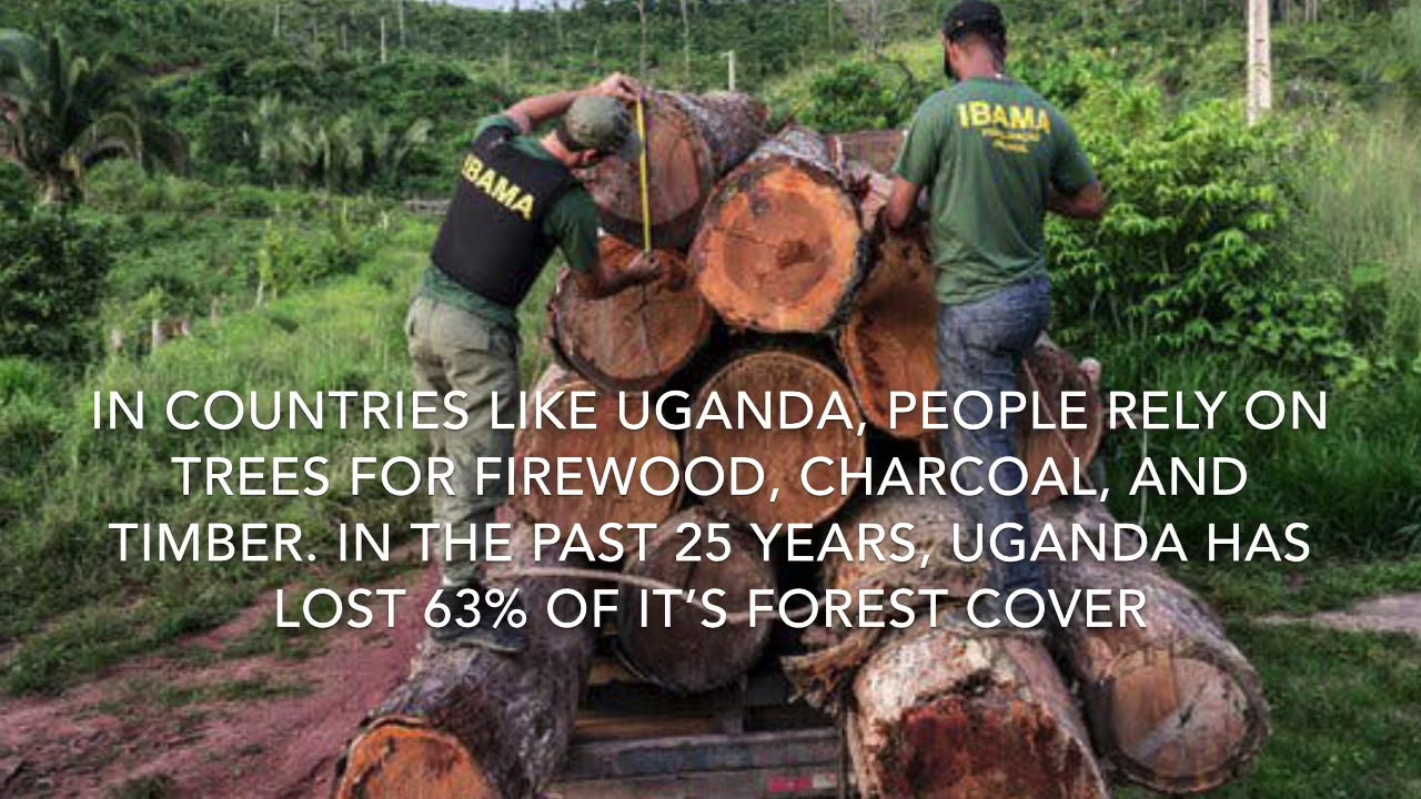 Deforestation - Causes And Effects - YouTube