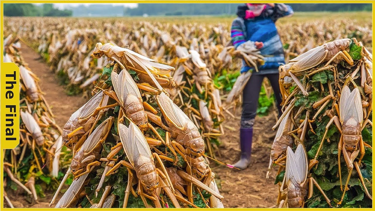 How the Chinese Raise and Consume Billions of Locusts Every Year | Food ...