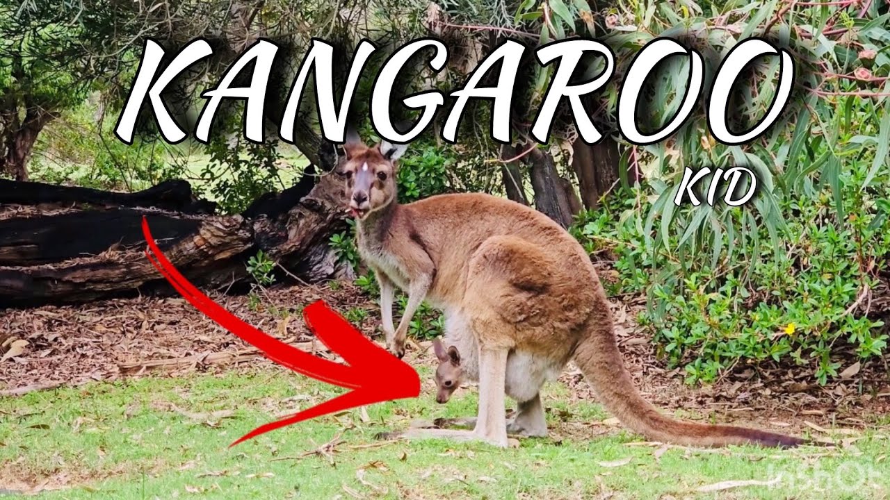 Kangaroo | Kid Video 1080p - YouTube