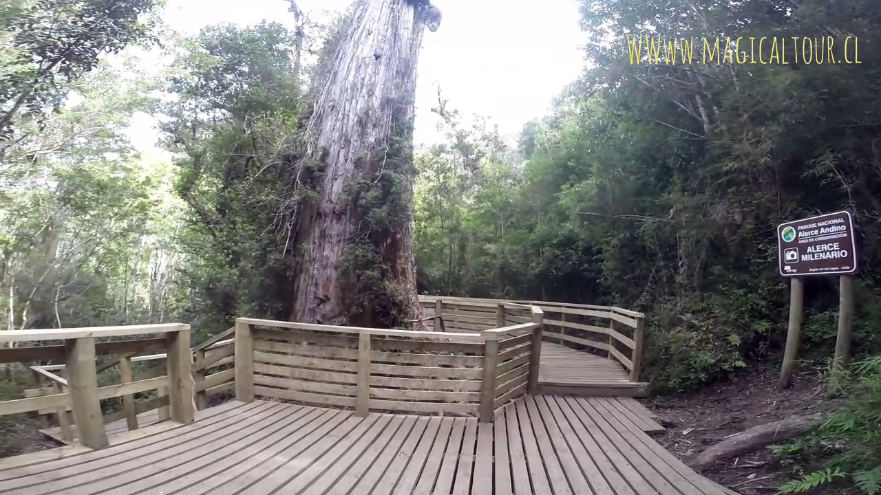 Alerce milenario, Parque Alerce andino - YouTube