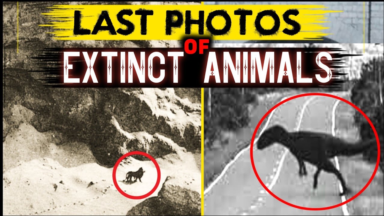 7 Last Photos Of EXTINCT Animals That Will Blow Your Mind!! - YouTube
