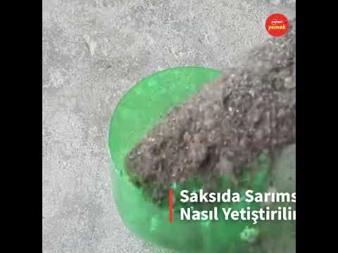 Sarımsak yetiştirmek