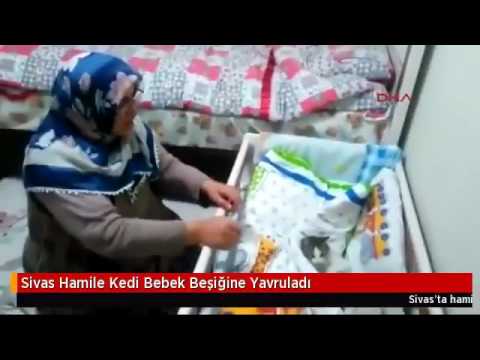 Bebek Beşiğine Doğum Yapan Kedi