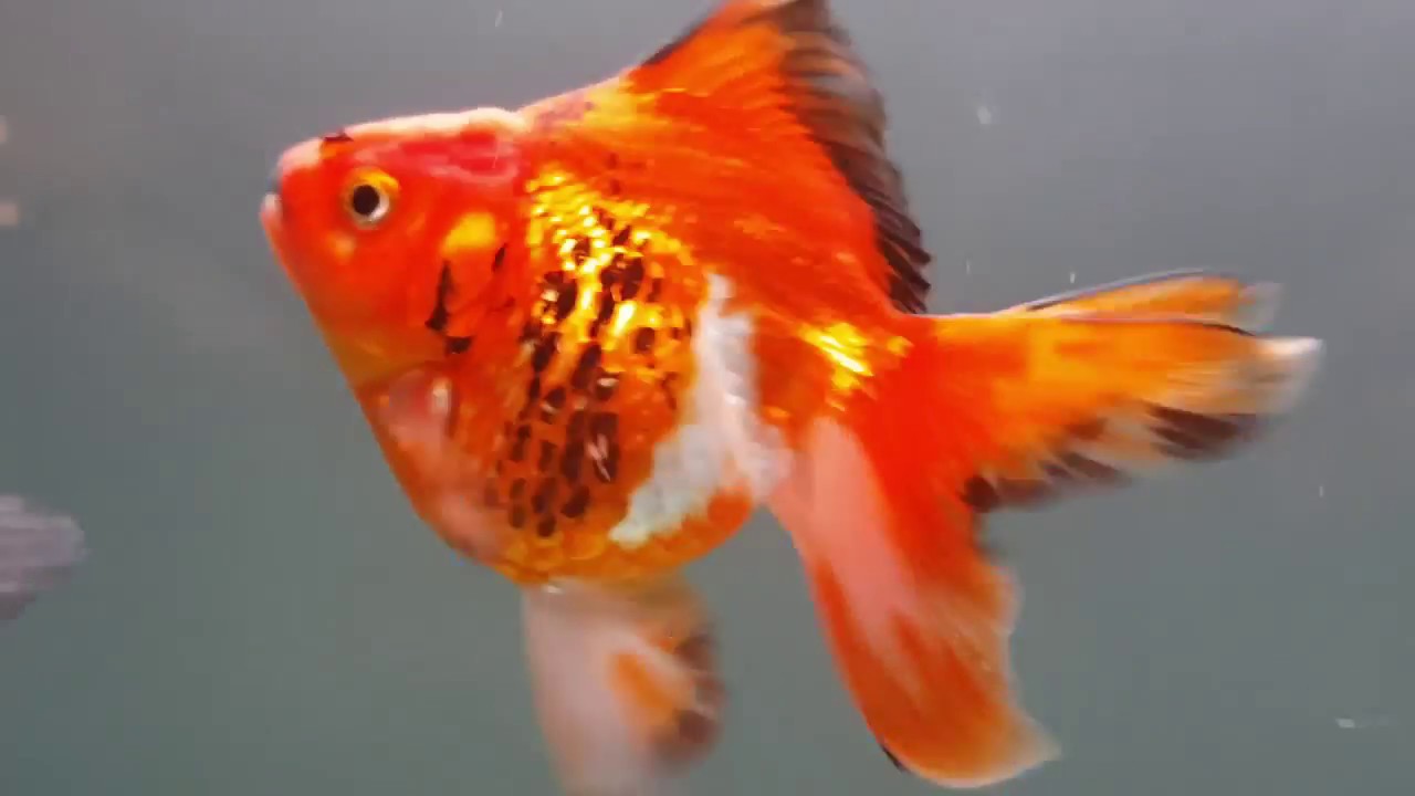 MES POISSONS JAPONAIS RYUKIN - YouTube