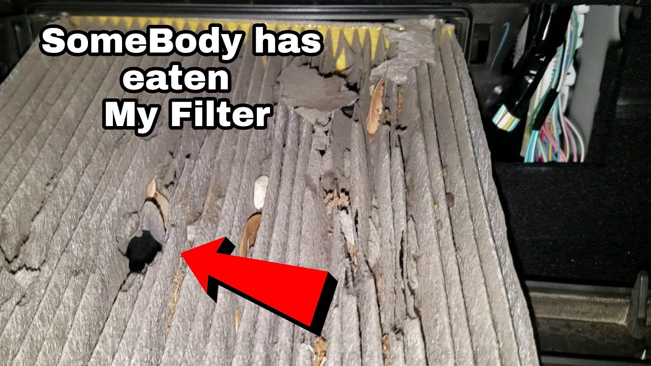 2013 Lexus rx 350 Mice eat cabin air filter - YouTube