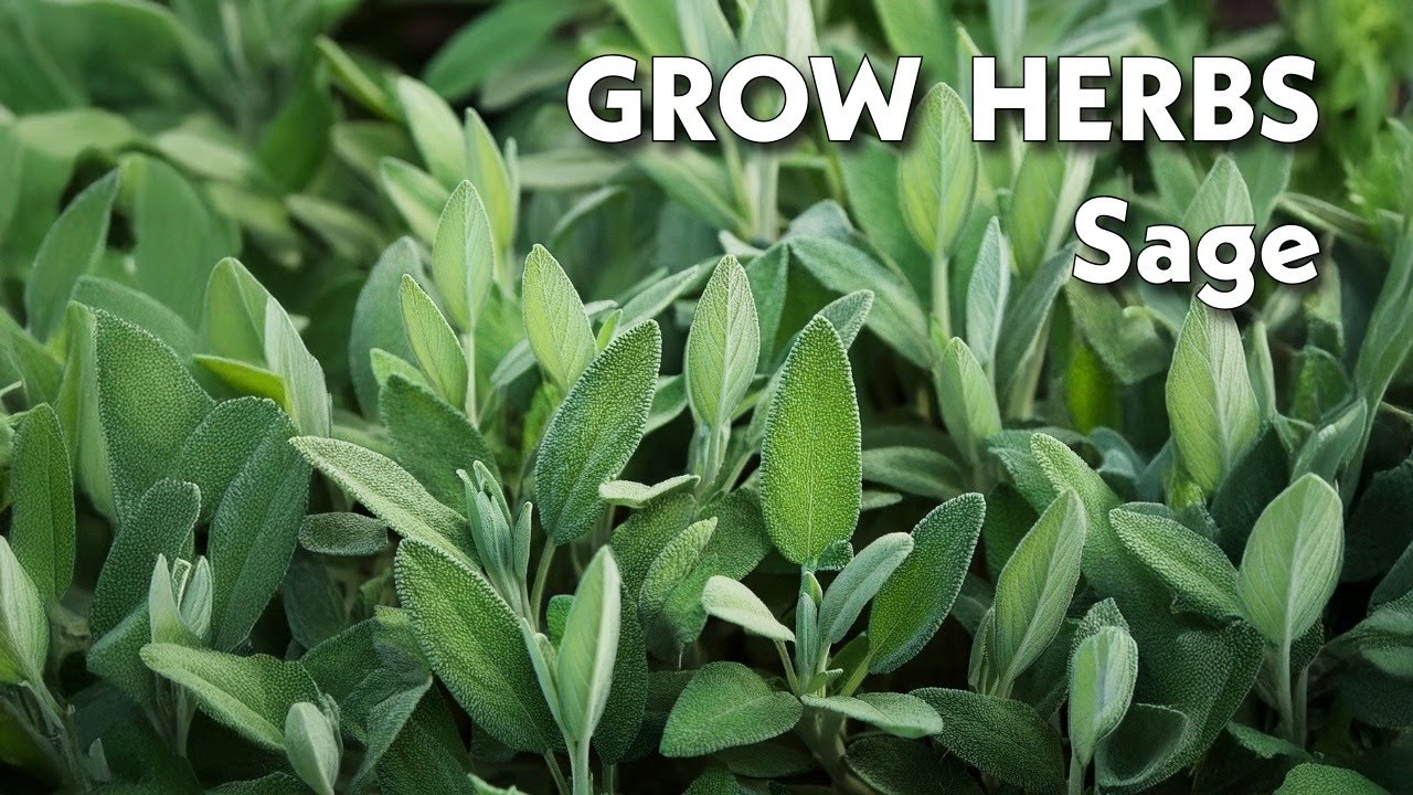 How to Grow Sage | Planting, Care & Uses of Sage Herb (Beginner ...