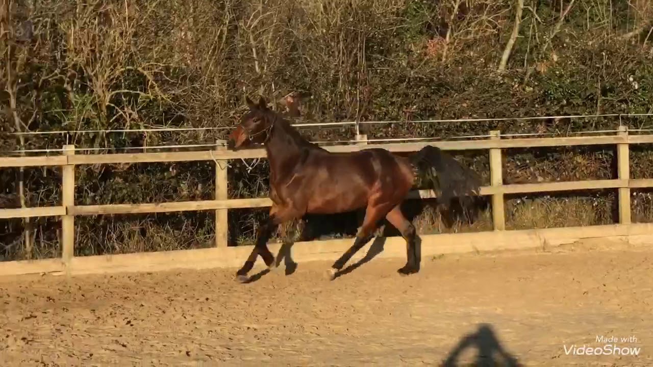 2017 KWPN Mare by Impressive VDL (VDL Douglas) x Tolan R - YouTube