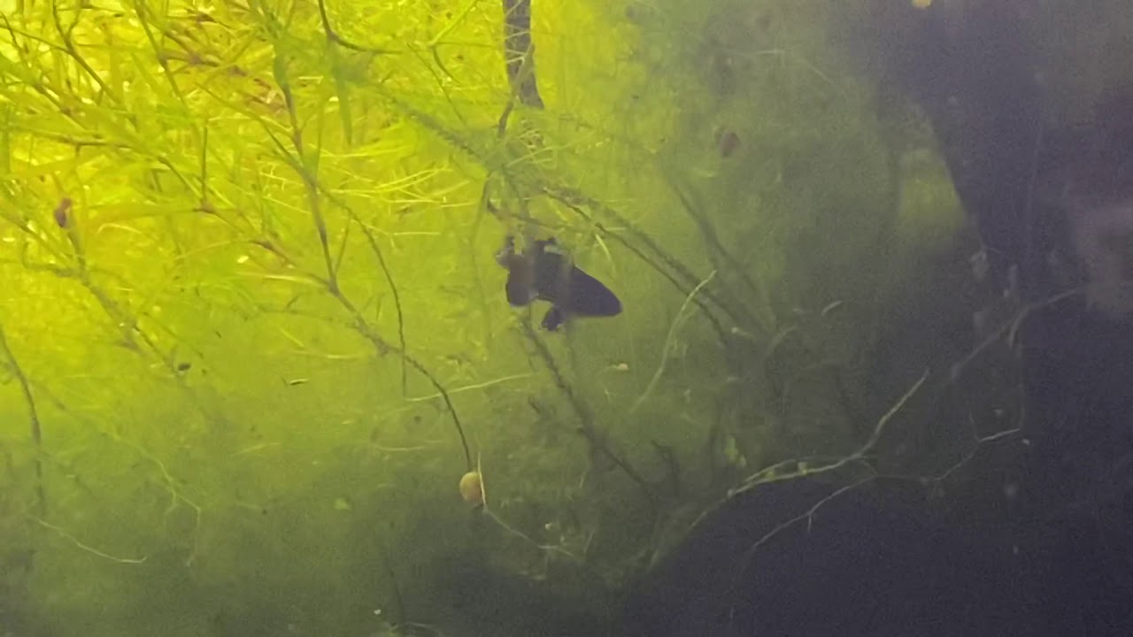 Elassoma Gilberti male dancing (gulf coast Pygmy Sunfish) - YouTube