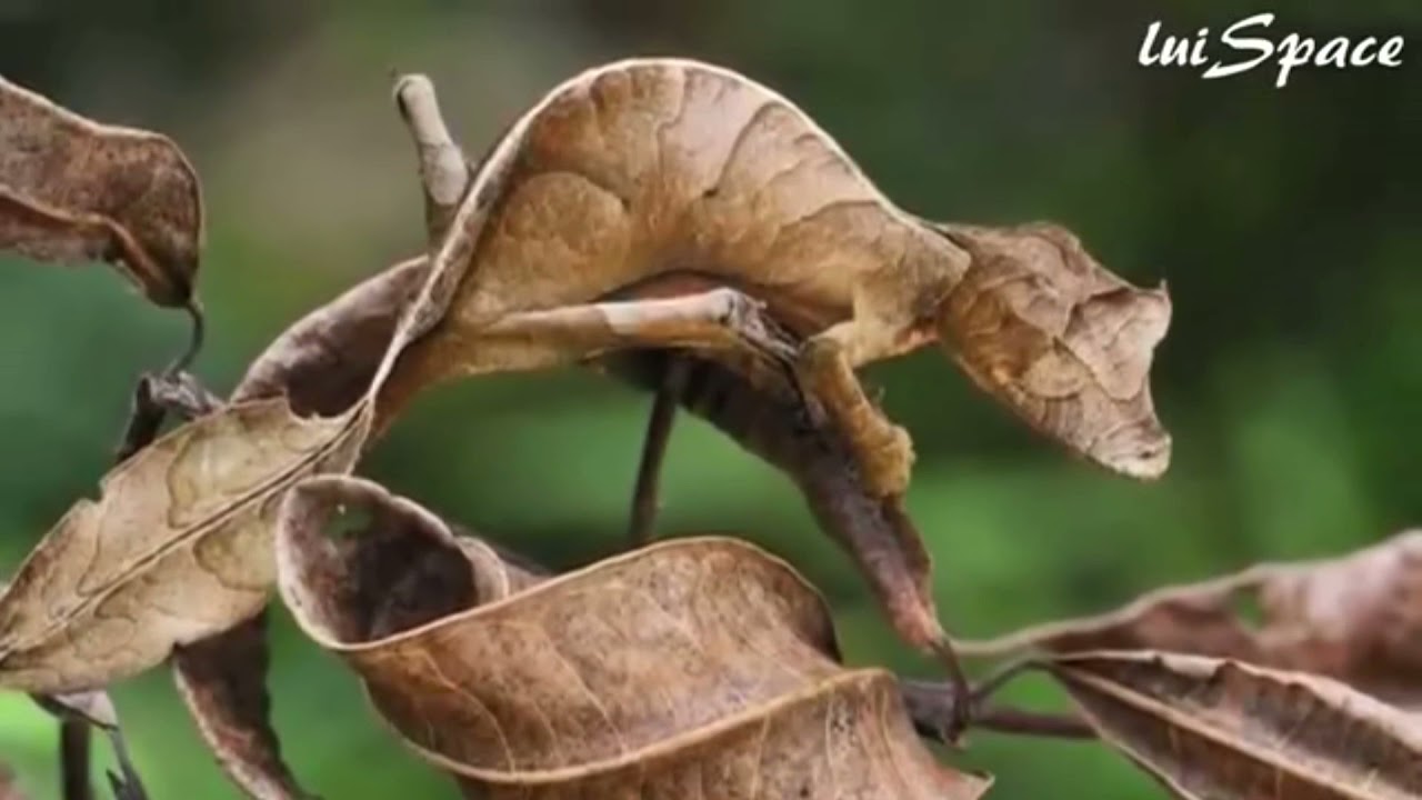 Video Animales con camuflajes increíbles 2° - YouTube