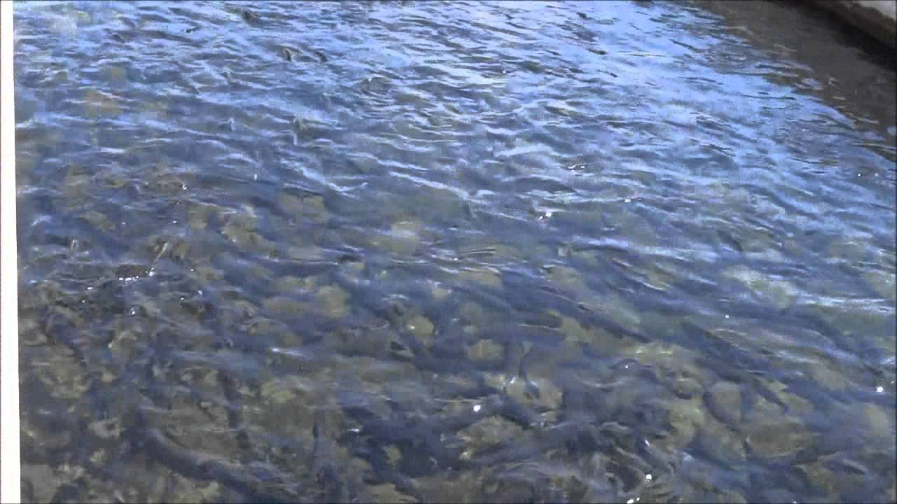 Scenes From the Fillmore State Fish Hatchery in September 2014 - YouTube