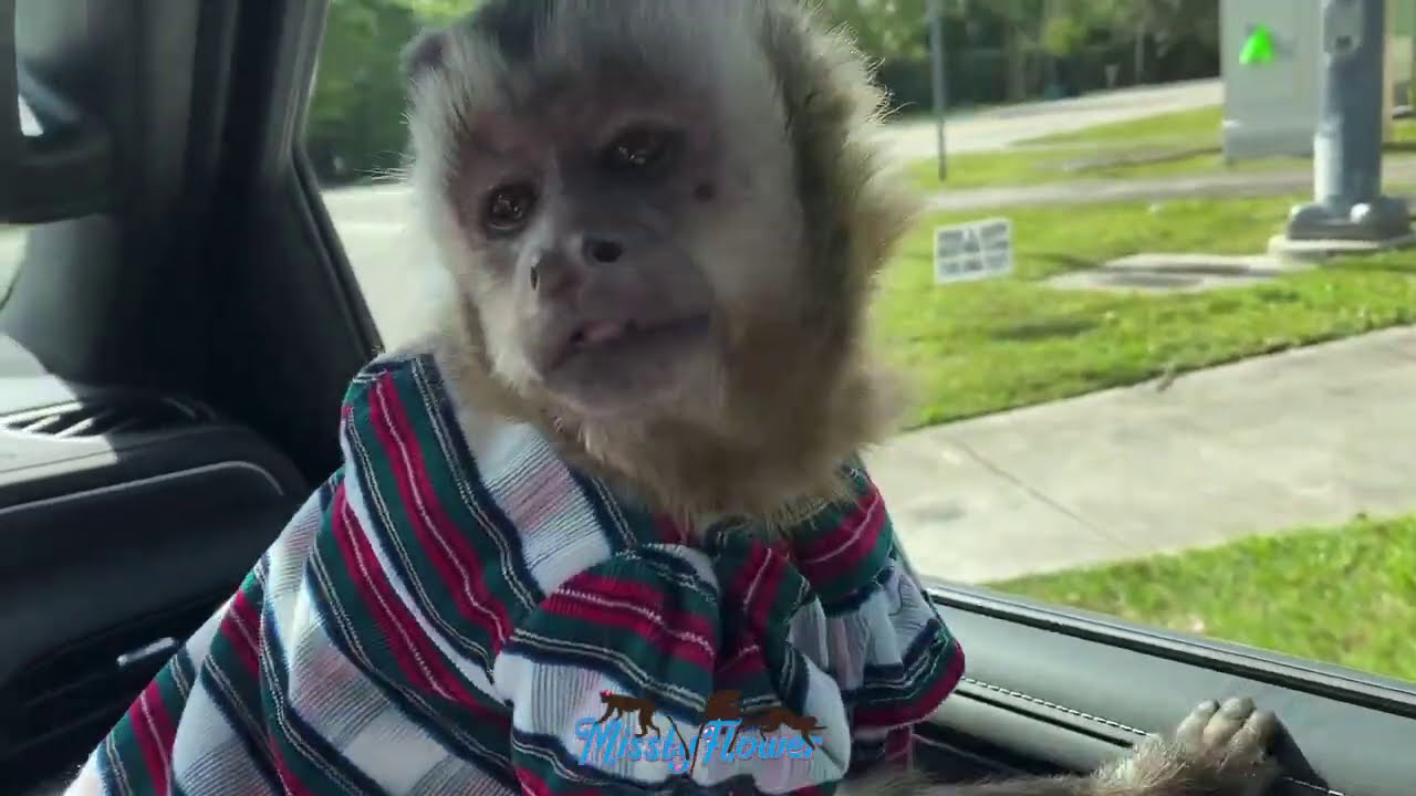 Unexpected ending...Monkey gets hired as receptionist 🙈♥️👍🏻😁 - YouTube