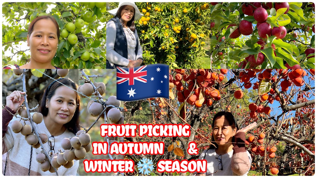 MGA PWEDENG E FRUIT PICKING TUWING AUTUMN & WINTER SA PERTH AUSTRALIA ...