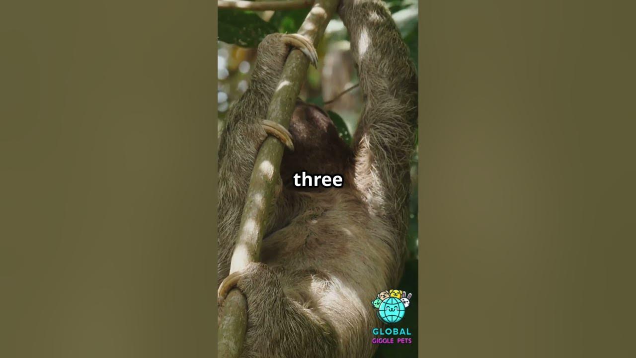 Weird But True Animal Facts! - YouTube