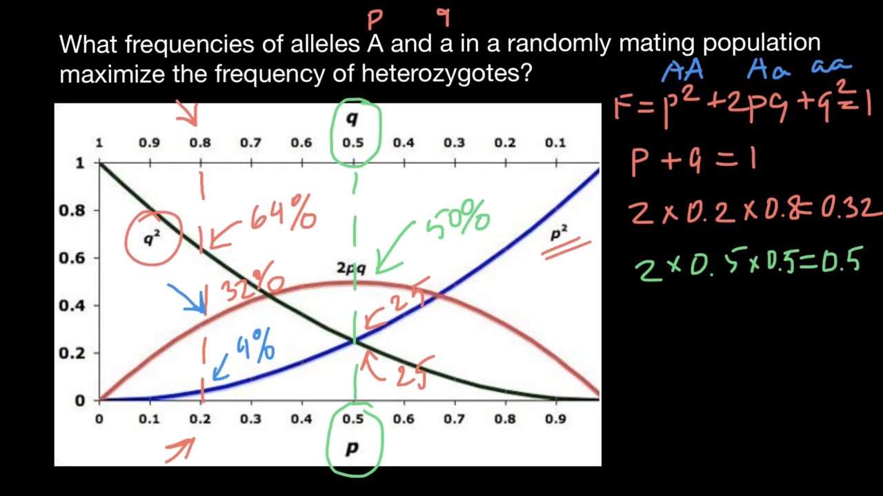 Population genetics basics - YouTube