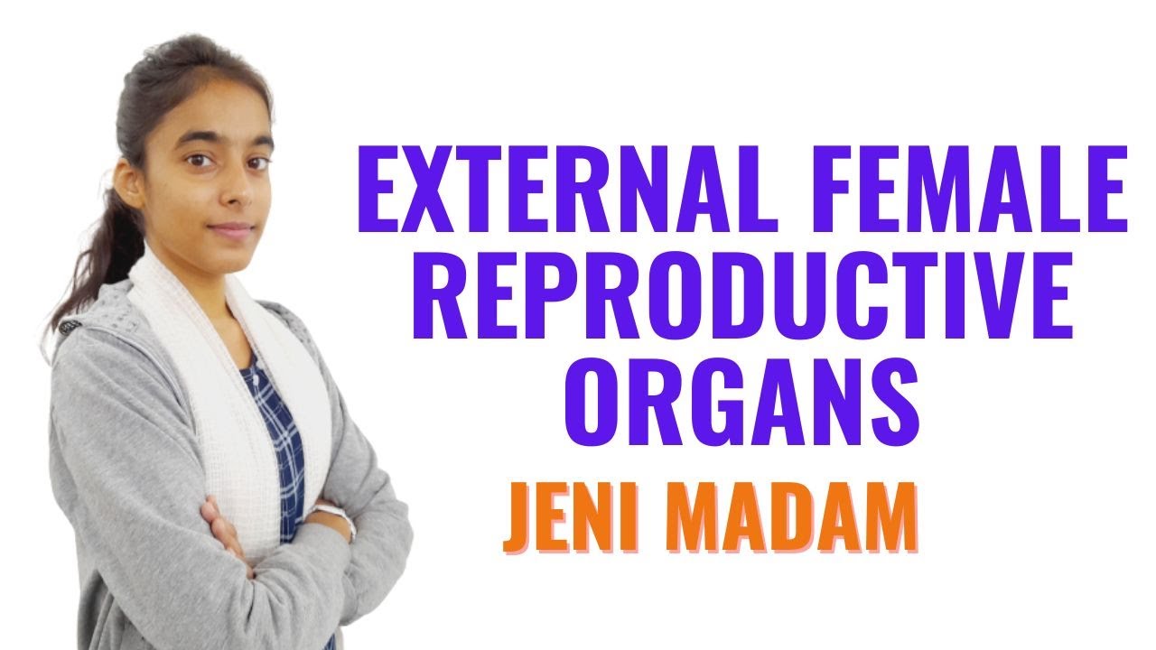 External Female Reproductive Organs II GNM 3rd Year II Midwifery and ...
