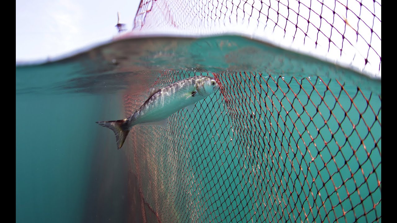 BLUEFISH TRAILER - YouTube