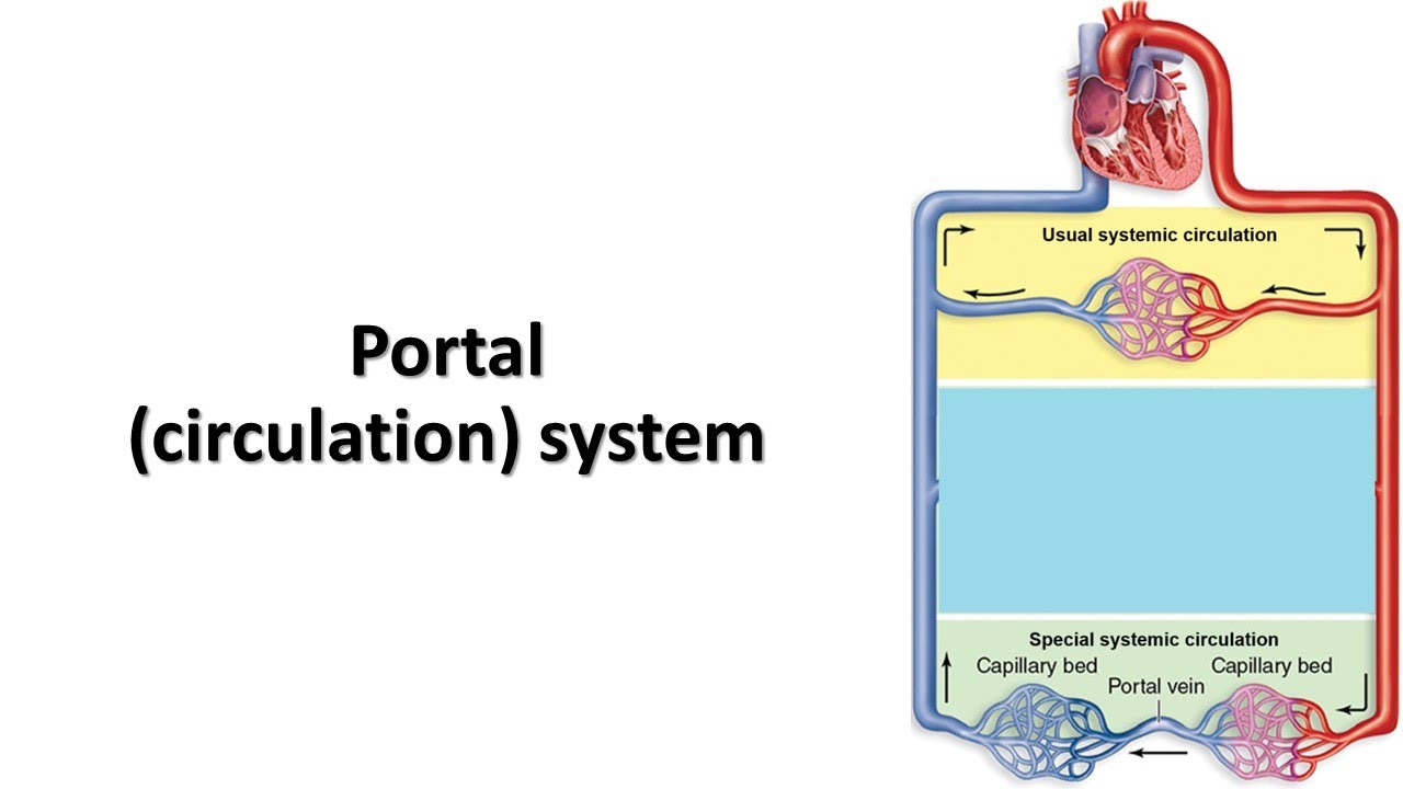 Portal (circulation) system. Prof. Ashfaqur Rahman - YouTube