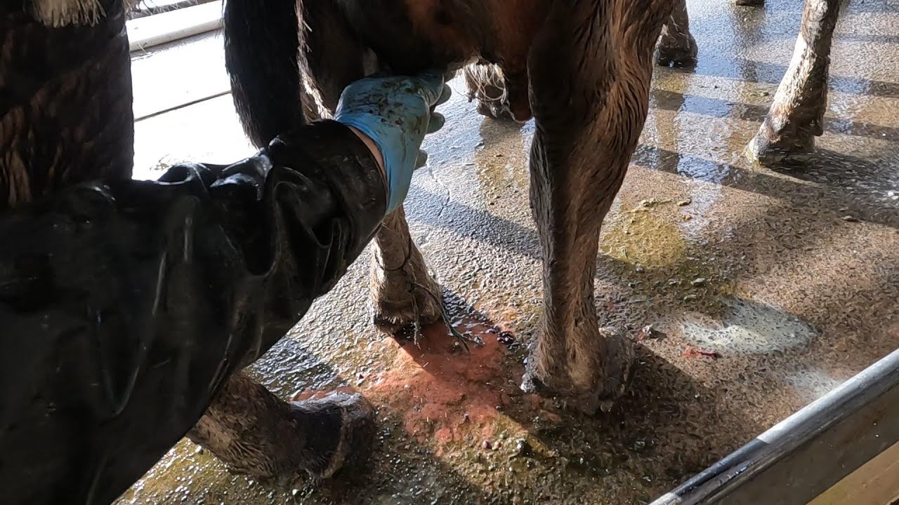 That's Really Bad Mastitis! Will She Recover? - YouTube