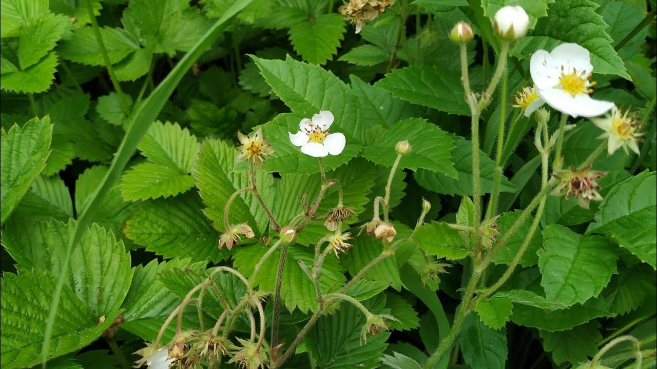 Fragaria moschata - the hunt for the elusive Musk Strawberry - YouTube