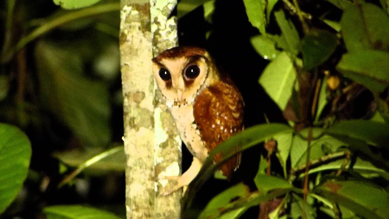 Oriental Bay Owl - Phodilus badius - YouTube