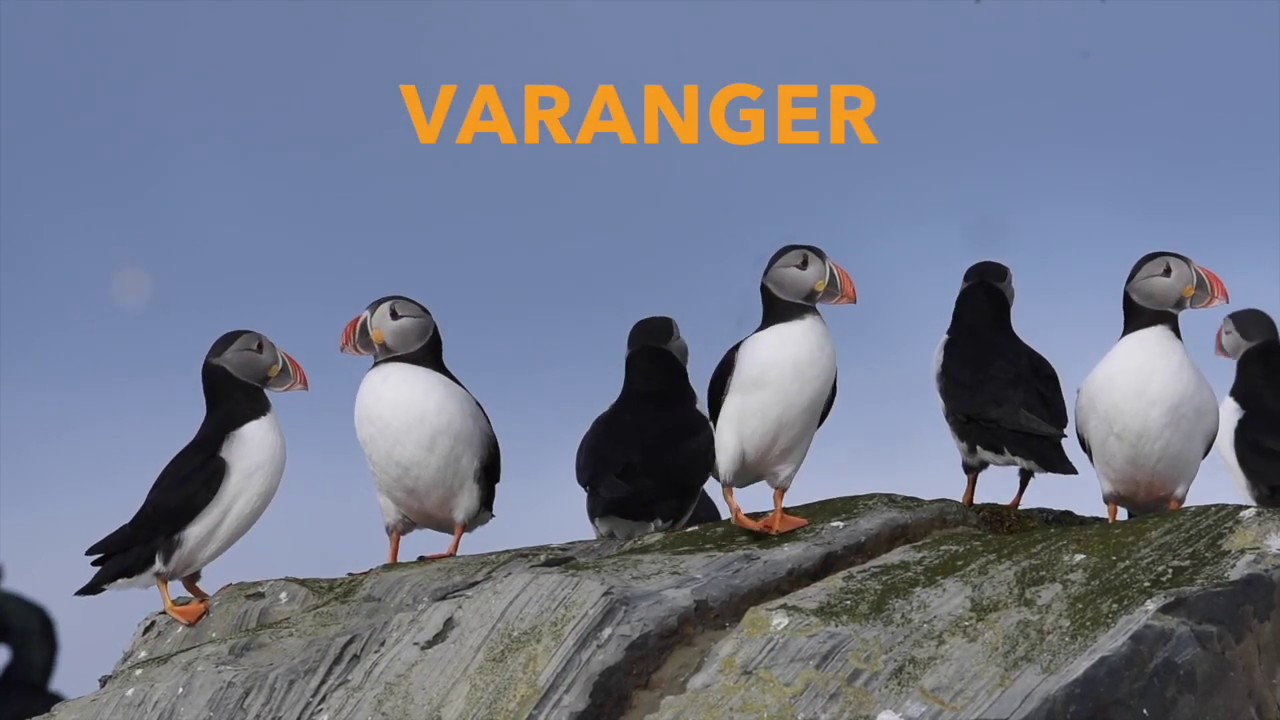 Birding Varanger - guide book story - YouTube